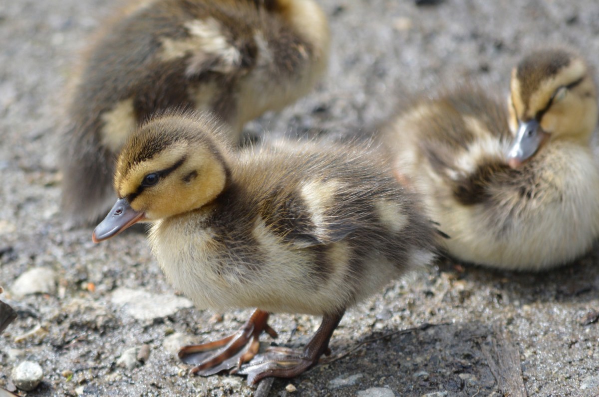 Ducklings and Goslings ~ 4 of 5 – BCSONGBIRD