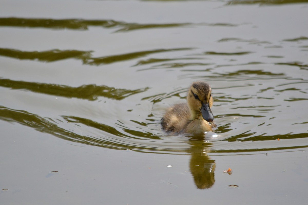 Ducklings and Goslings ~ 1 of 5 – BCSONGBIRD